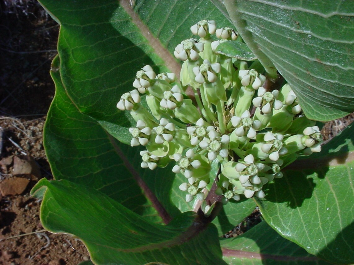 Asclepias Latifolia Broadleaf Milkweed 6 Seeds - Etsy