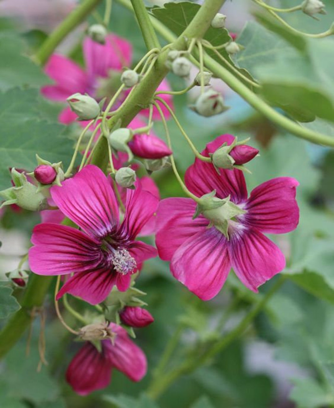 Tree Mallow Malva Assurgentiflora Island Mallow Mission Mallow 20 Seeds ...