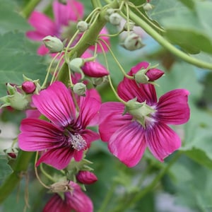 Tree Mallow Malva Assurgentiflora Island Mallow Mission Mallow 20 Seeds ...