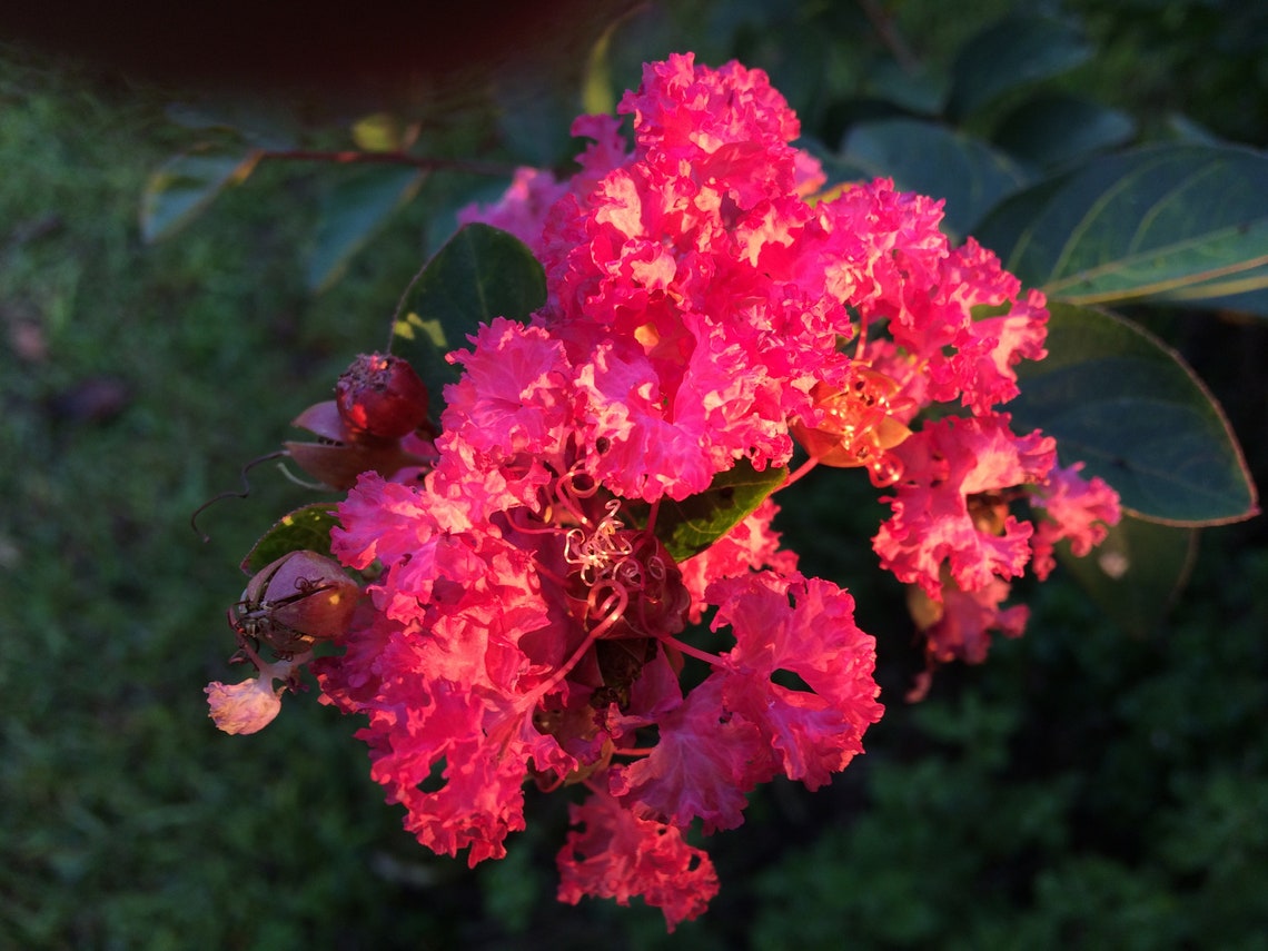 Crepe Myrtle Lagerstroemia cv. Miss Sandra plant | Etsy