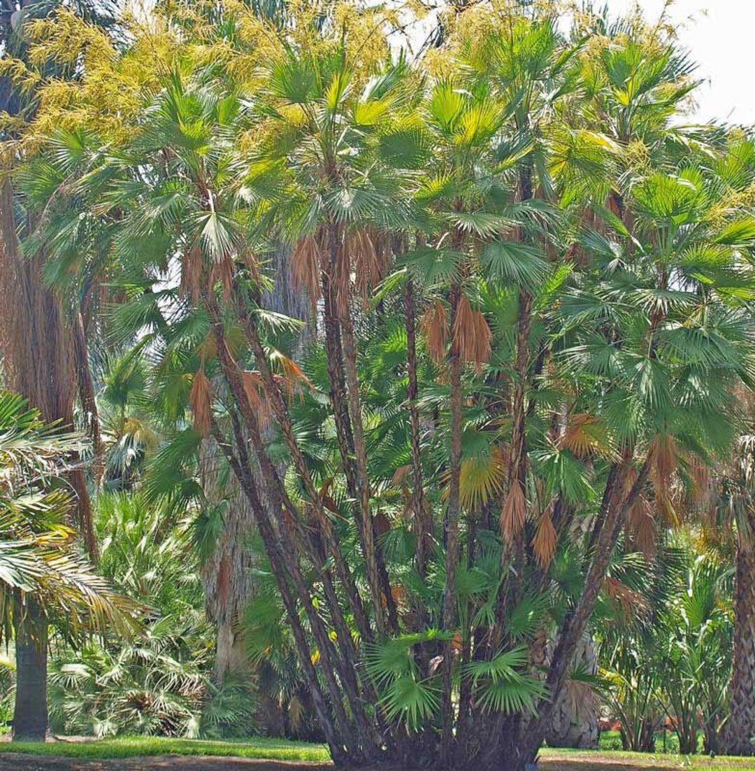 Paurotis Wrightii Palm | Acoelorrhaphe Wrightii | 10 Seeds - Etsy