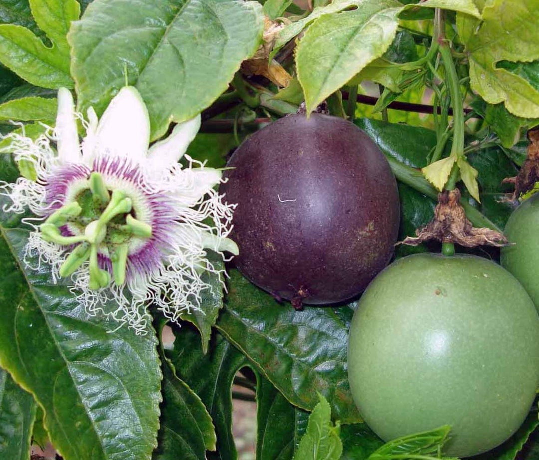 Passiflora Edulis Mixed Varieties 20 Seeds - Etsy