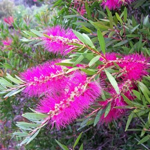 Callistemon Violaceus Violet Bottlebrush 20 Seeds - Etsy