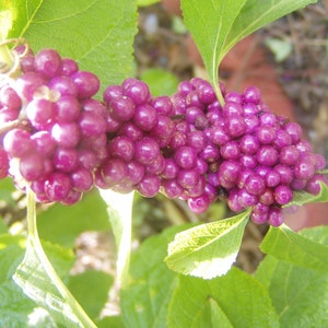Callicarpa Americana Beauty Berry Bush French Mulberry Quart - Etsy