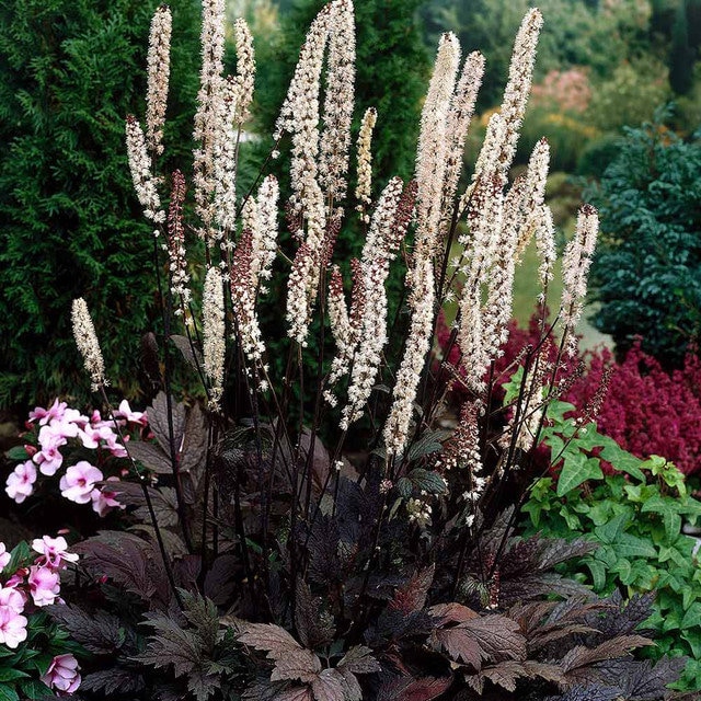 Cimicifuga Racemosa Atropurpurea Actaea Simplex 10 Seeds - Etsy