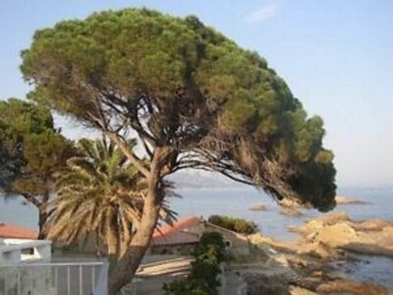 Pinus Pinea Italian Stone Pine Nut 10 Seeds - Etsy