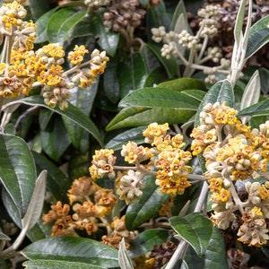 Buddleia Nitida Buddleja Alpina 50 Seeds - Etsy