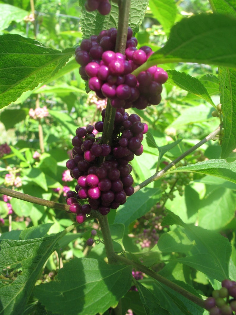 Callicarpa Americana Beauty Berry Bush French Mulberry Quart - Etsy