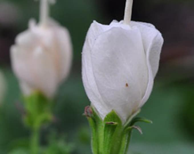 Malvaviscus Arboreus V Drummondii White Lightening Turks Cap Gallon Plant - Etsy