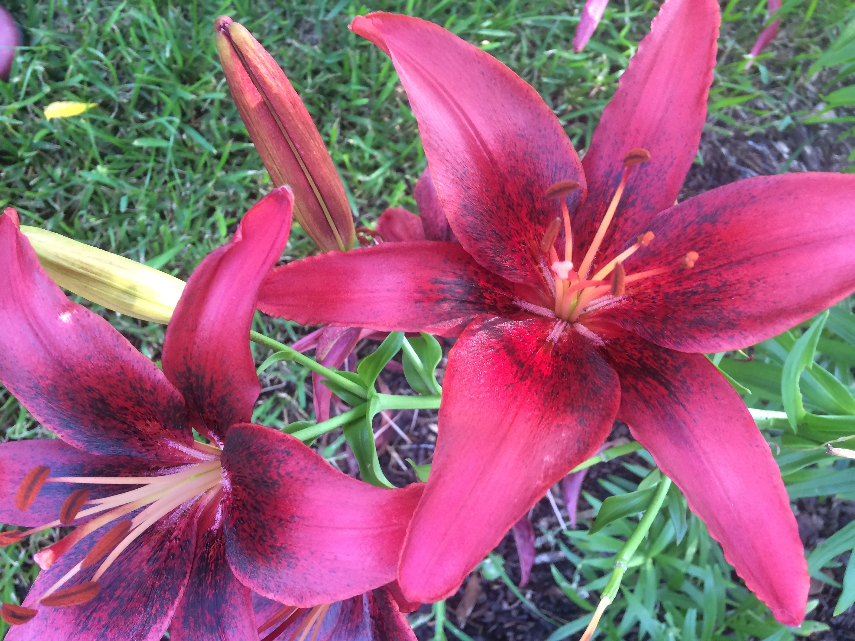 Longiflorum Asiatic Hybrid Lily 'red Alert' Starter - Etsy UK