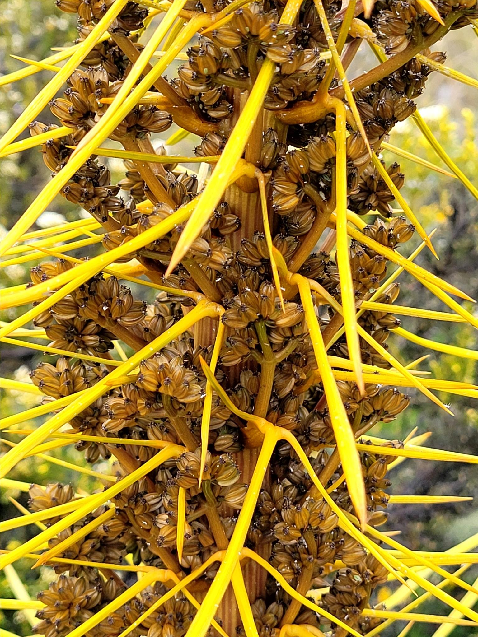Aciphylla Aurea Golden Spaniard USA 8 Seeds - Etsy