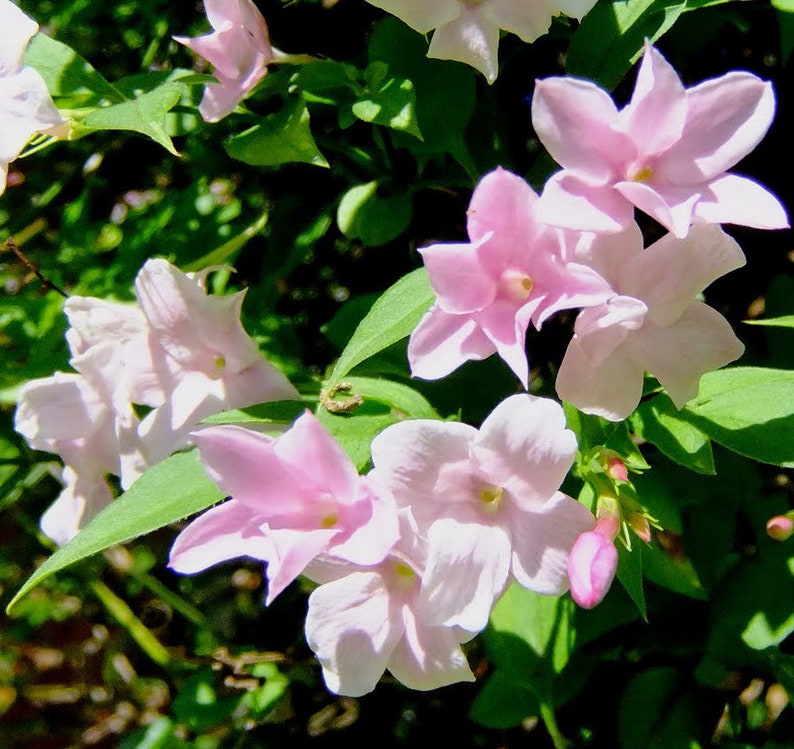 Jasminum Stephanense (oleaceae) Pink Summer Jasmine Quart Plant - Etsy