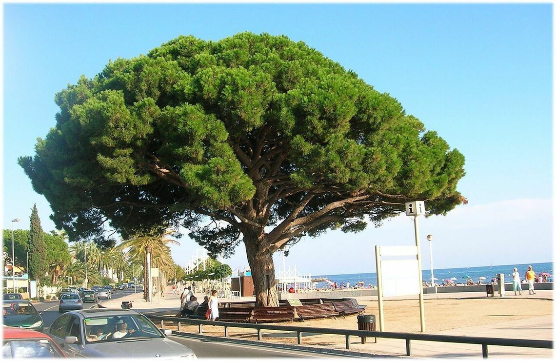 Pinus Pinea Italian Stone Pine Nut 10 Seeds - Etsy
