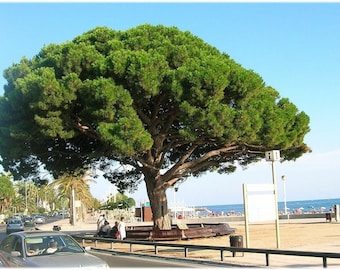 Pinus Pinea (italian Stone Pine) Tree Seeds , Produces Large, Edible ...