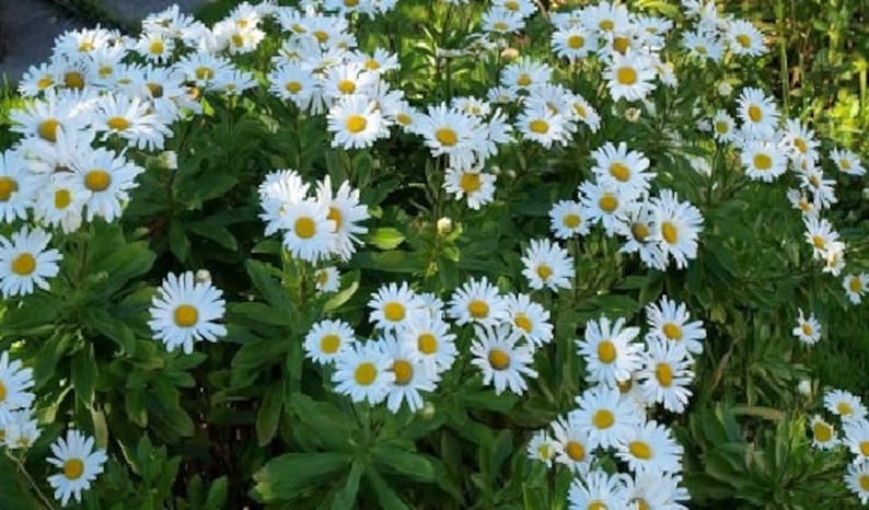 Montauk Daisies Nippon Daisies 10 Seeds - Etsy