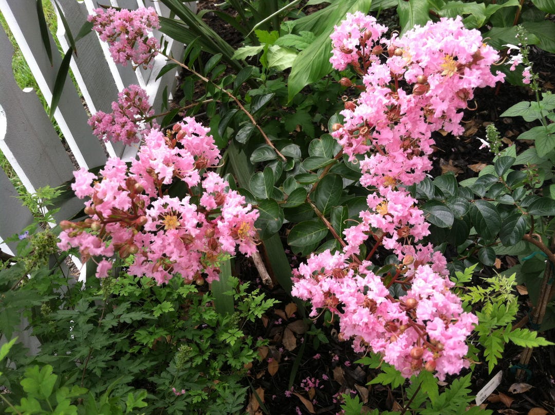 Lagerstroemia Crape Myrtle | Sioux | Soft Pink 10 Seeds - Etsy