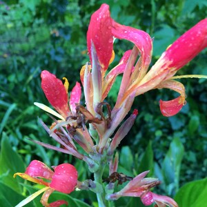 Canna Patens | Indica Red and Gold Indian Shot | 5 Seeds - Etsy