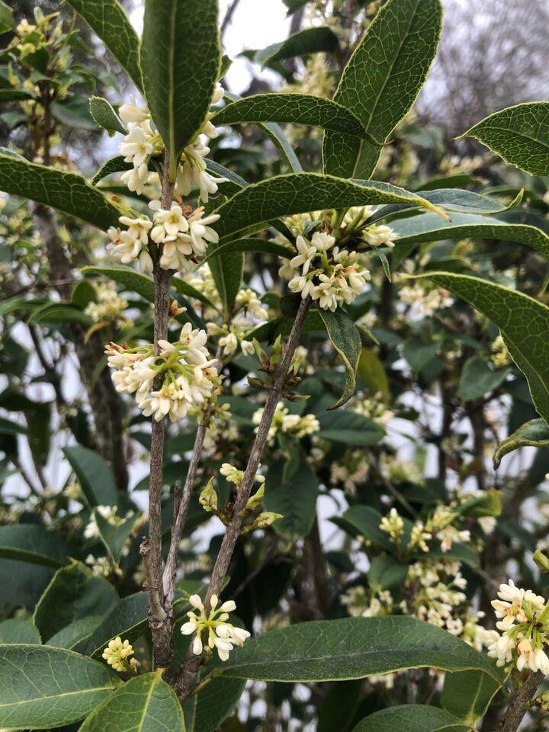 Osmanthus Fragrans Sweet Osmanthus Fragrant Olive Quart Plant - Etsy