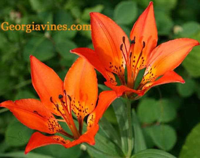 Lilium Philadelphicum Prairie Lily 10 Seeds - Etsy