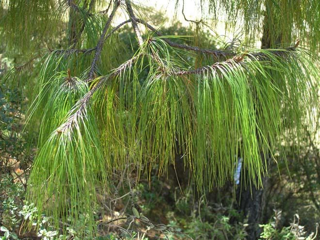 Pinus Patula Ocote Nacho Mexican Weeping Pine 30 Seeds - Etsy