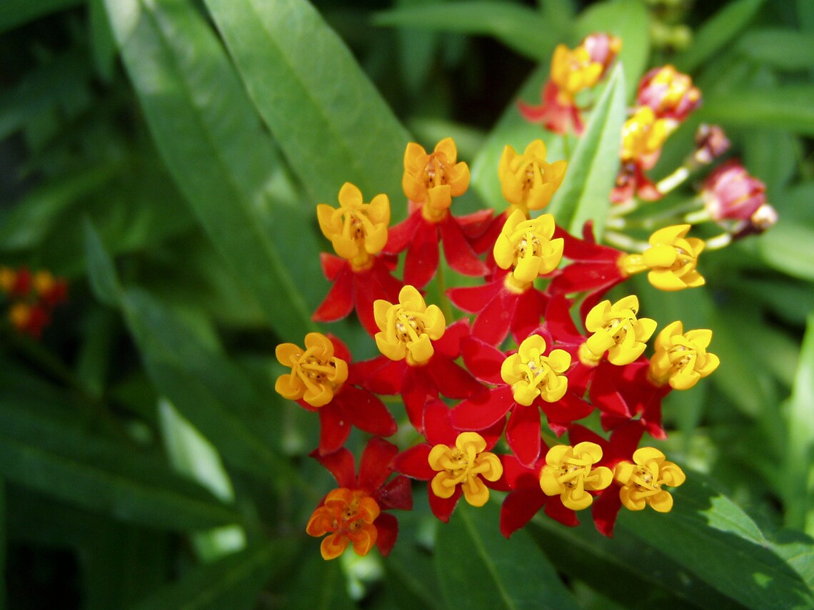 Asclepias Curassavica Blood Flower 40 Seeds - Etsy
