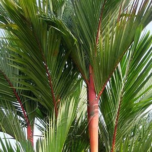 Cyrtostachys Lakka Sealing Wax Palm 5 Seeds - Etsy