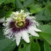 Passiflora Pandora 5 Seeds - Etsy