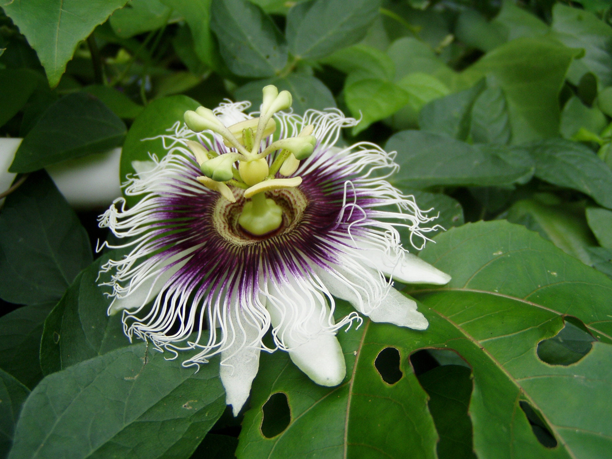 Passiflora Pandora 5 Seeds - Etsy