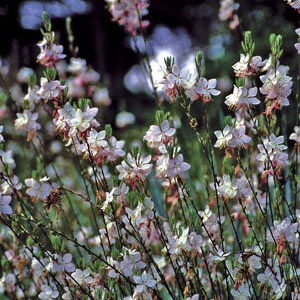 Gaura Biennis - Gaura Longifolia 30 Seeds - Etsy