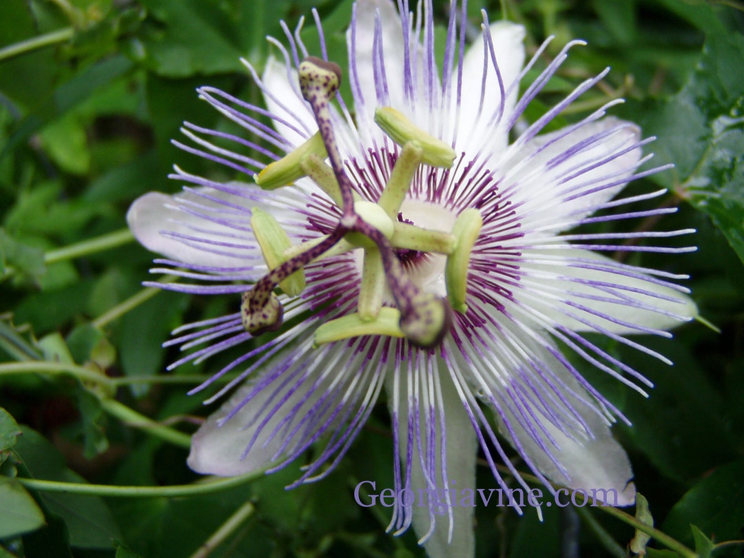 Junea Santa Maria Passiflora Amethyetina Junea Santa Maria 10 Seeds - Etsy