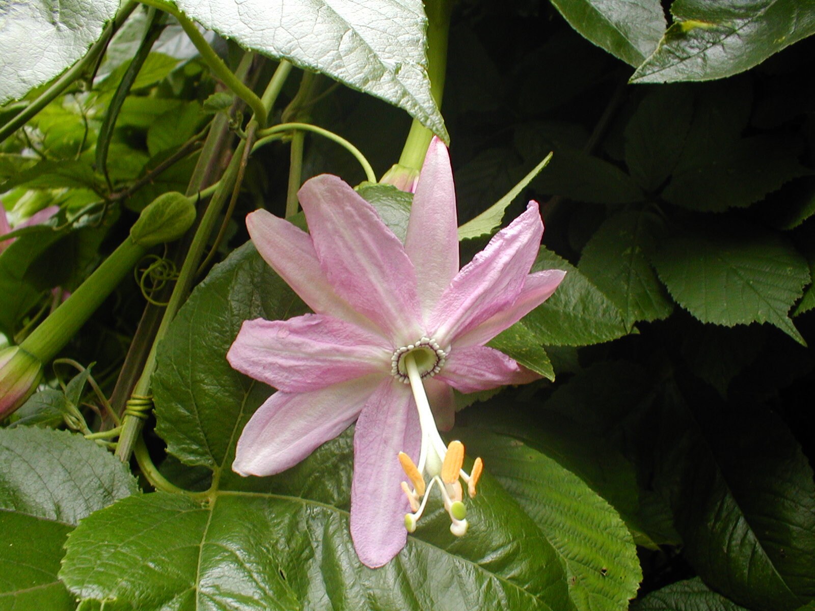 Passiflora Mollissima Banana Passionfruit 10 Seeds - Etsy