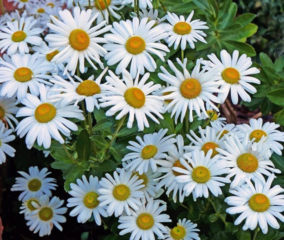 Montauk Daisies Nippon Daisies 10 Seeds - Etsy
