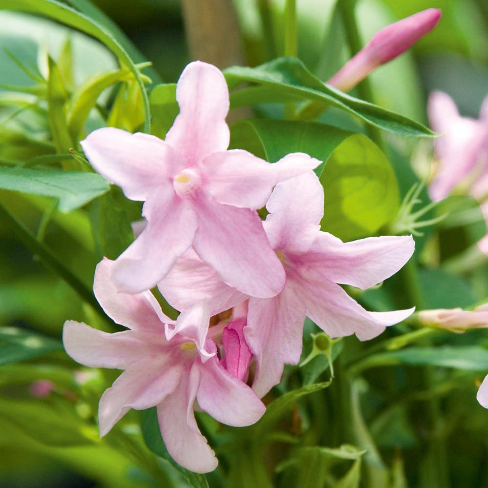Jasminum Stephanense (oleaceae) Pink Summer Jasmine Quart Plant - Etsy