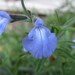 Blue Sage Salvia Azurea Gradiflora 10 Seeds - Etsy