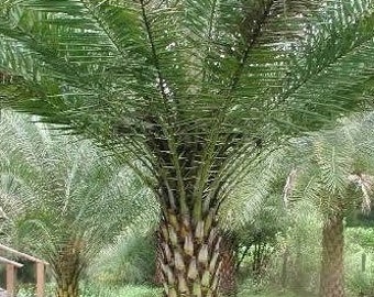 Silver Date Palm Phoenix Sylvestris 10 Seeds - Etsy