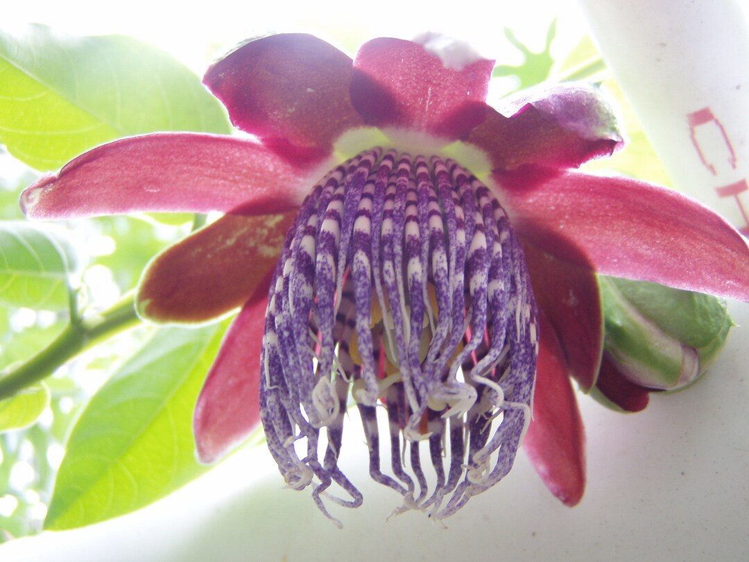 Passiflora Alata Giant Tumbo Winged-stem Passion Flower 10 Seeds - Etsy