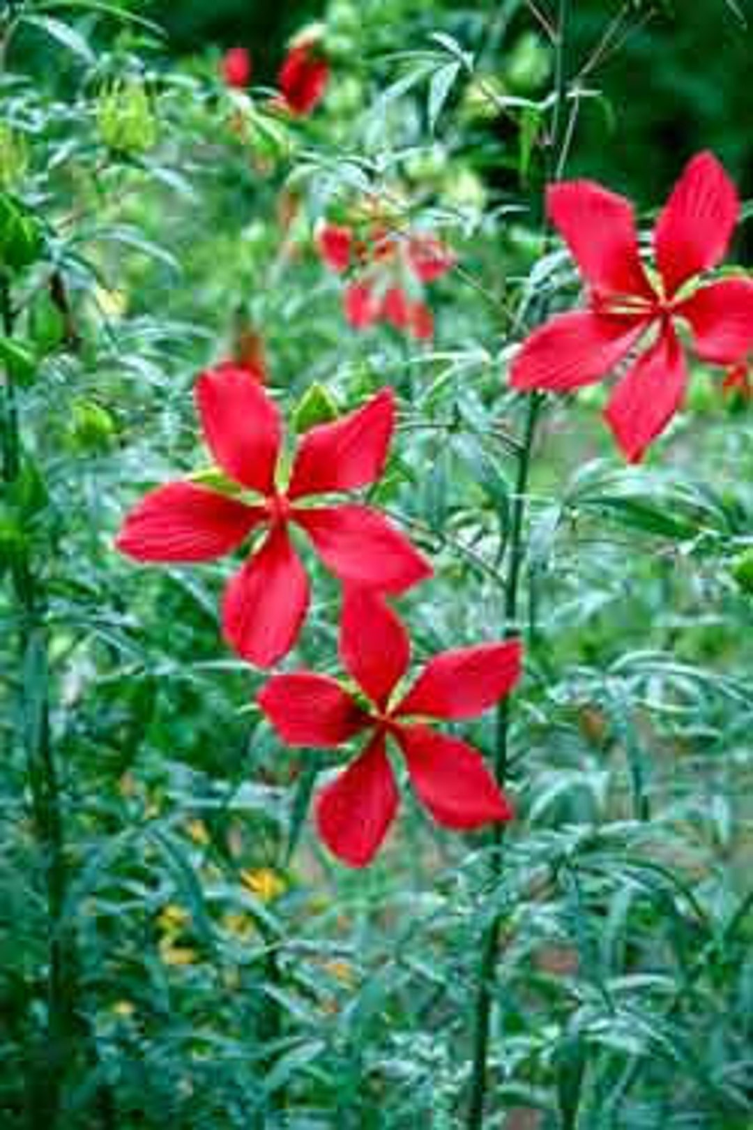 Hibiscus Coccinea Red Texas Star Quart Plant - Etsy