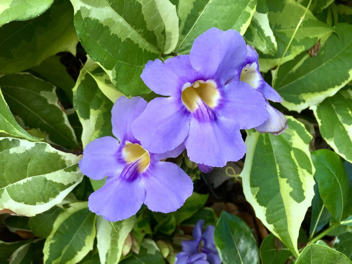 Thunbergia Grandiflora Variegata
