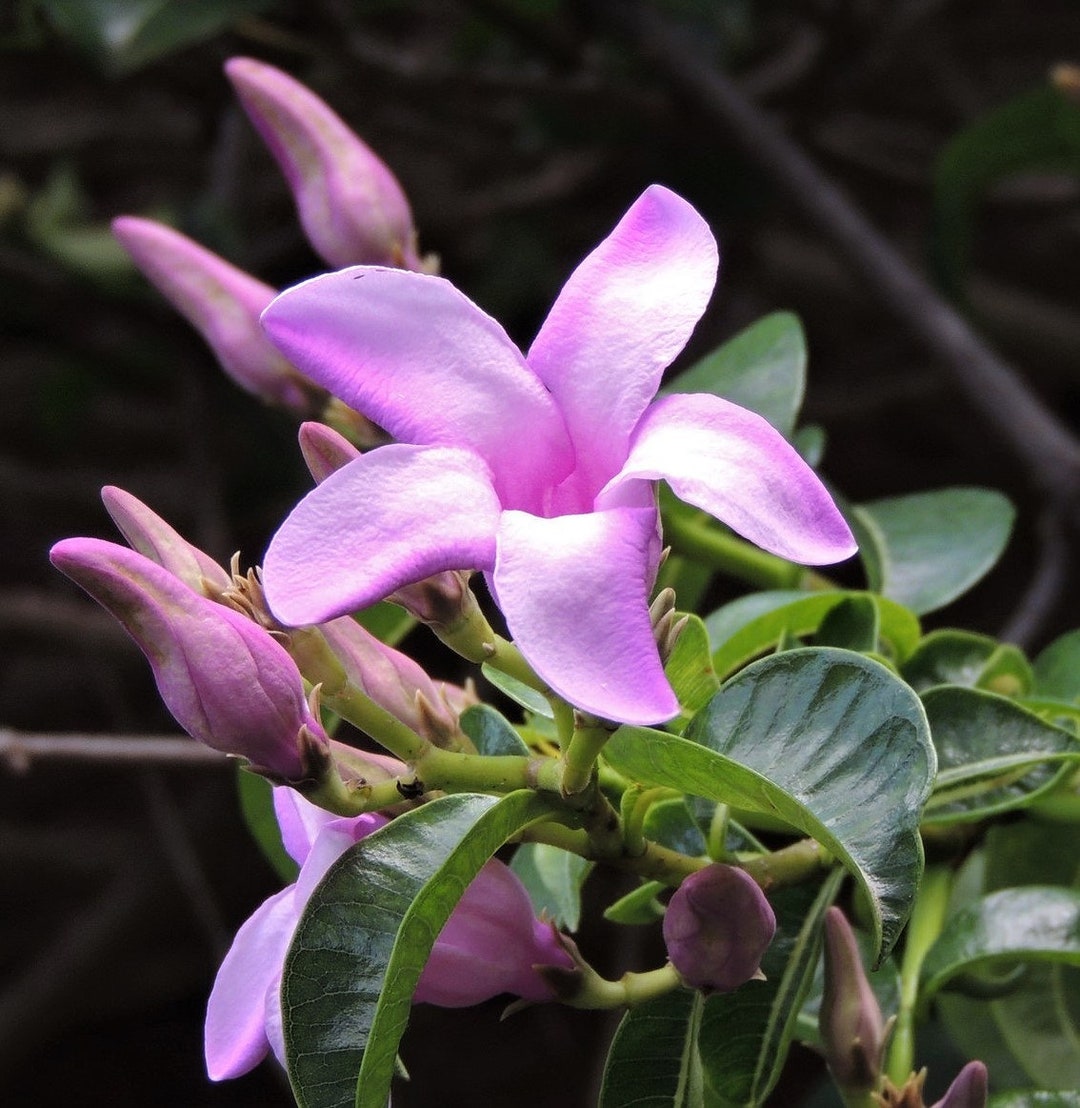 Cryptostegia Grandiflora Rubber Vine 10 Seeds - Etsy