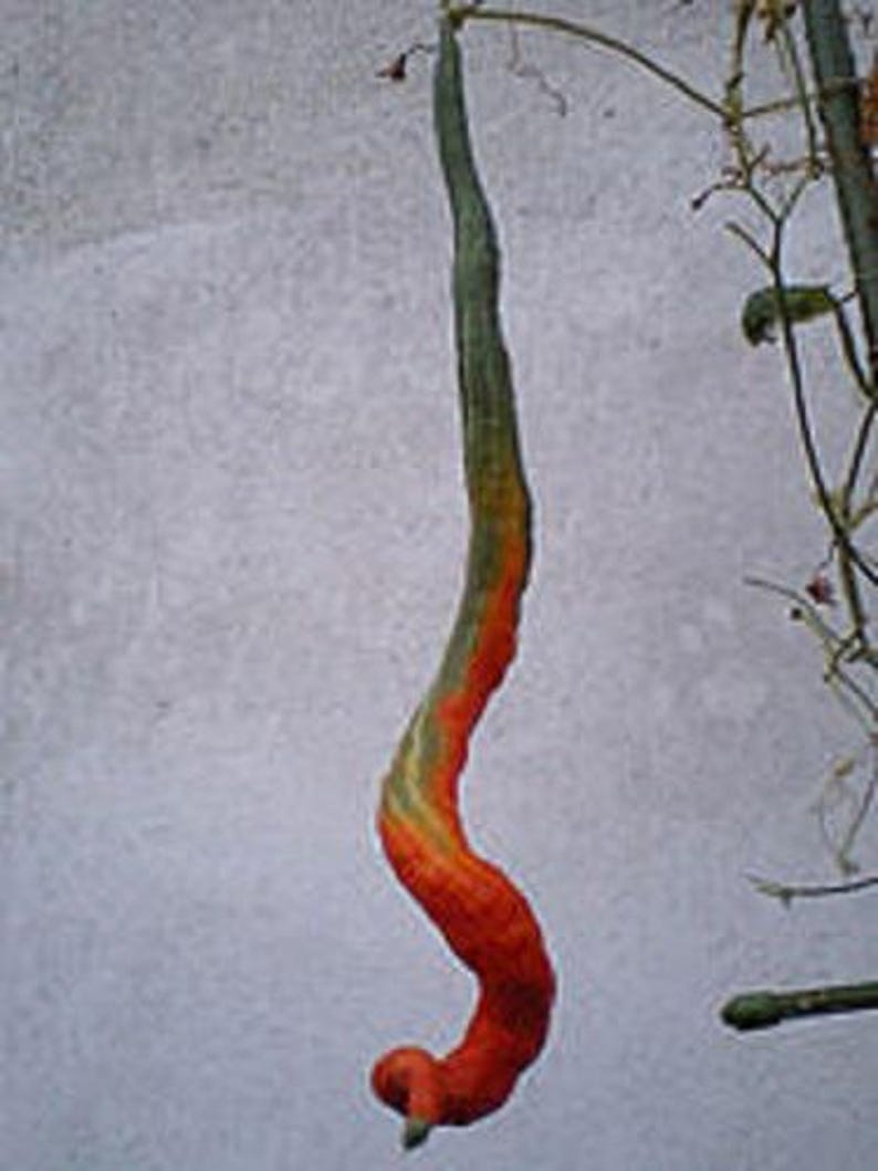 Trichosanthes Cucumerina V. Anguina Grown for Its Strikingly Long Fruit ...