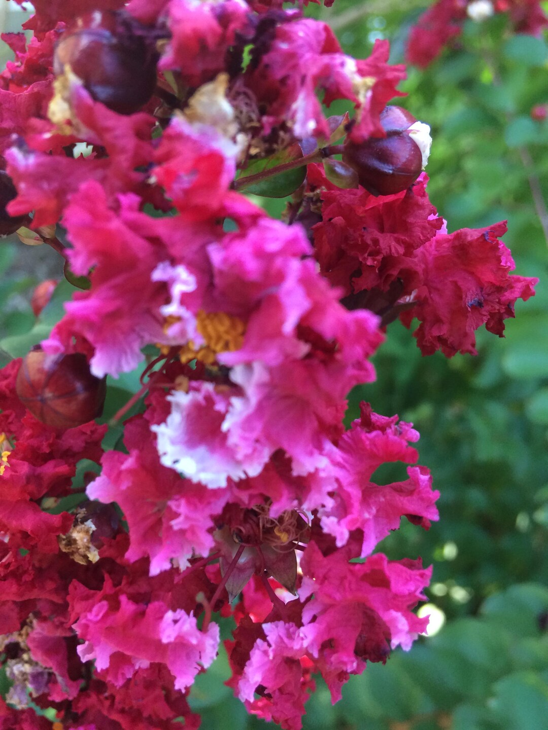 Peppermint Lace | Crape Myrtle | 10 Seeds - Etsy