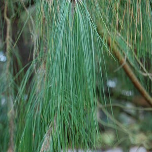 Pinus Patula Ocote Nacho Mexican Weeping Pine 30 Seeds - Etsy