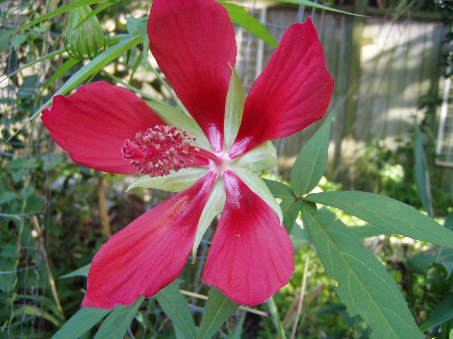 Hibiscus Coccinea Red Texas Star Quart Plant | Etsy