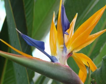 Dwarf Bird of Paradise Flower Strelitzia Reginae Dwarf Form 3 Fresh ...