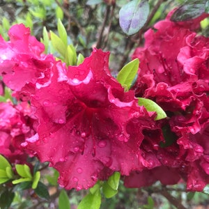 Rhododendron Azalea Rutherfordiana Hybrid Red Ruffles Pint Plant - Etsy