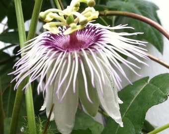 Extremely Rare Passiflora Dispar 5 Seeds - Etsy