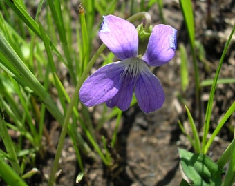 Prairie Violet viola Pedatifida Starter Plant - Etsy