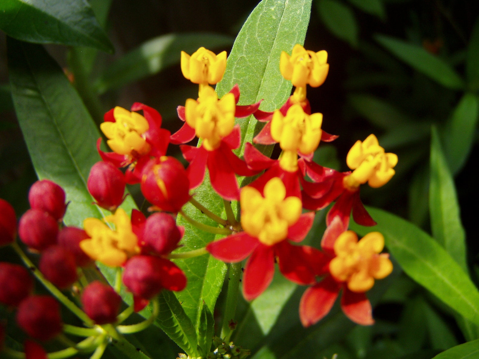 Asclepias Curassavica Blood Flower 40 Seeds - Etsy