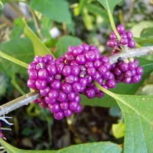 Callicarpa Americana Beauty Berry Bush French Mulberry Quart - Etsy