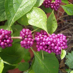 Callicarpa Americana Beauty Berry Bush French Mulberry Quart - Etsy
